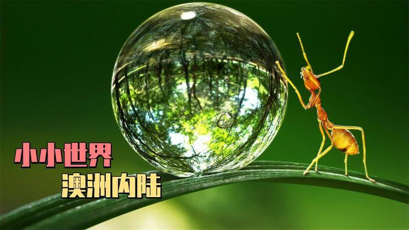 9.7分纪录片《小小世界》,揭秘澳洲微观世界,每一帧都.