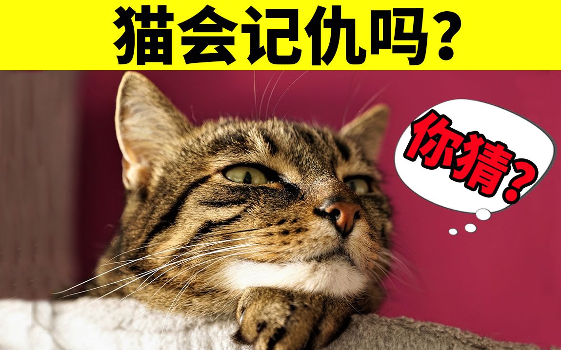 猫会记仇报复吗?都是语言不通惹的祸!