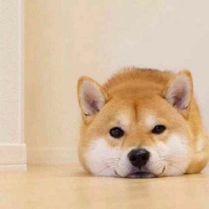 PhD_D 