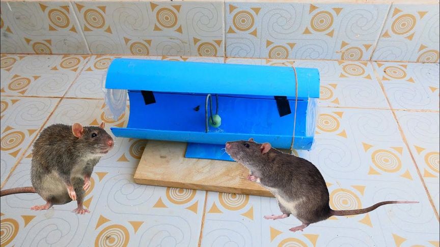 自制捕鼠器,只需一截PVC管,让老鼠有来无回