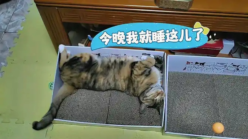 家中猫咪睡觉得姿势着实讨主人喜欢,第二天铲屎官高兴的上农村玩