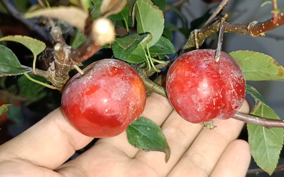 花100买一棵海棠果树,果子像苹果又像山楂,大家吃过海棠果吗?