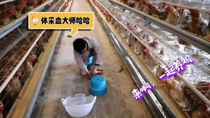 小谭养鸡:我们采血小伙才是专业的