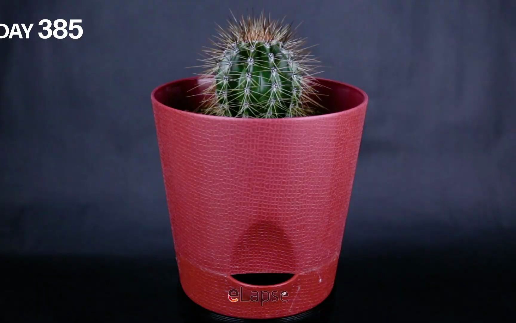 仙人掌的培育从种子到成熟(延时拍摄一年)伴着轻松的音乐