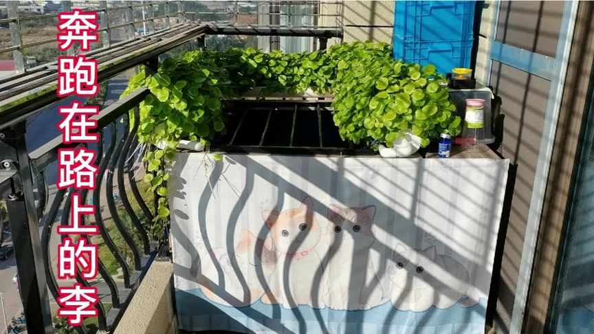 养锦鲤杀菌杀虫必不可少,敌百虫杀虫是不错的选择