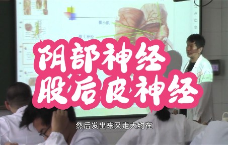 股后皮神经、阴部神经的解剖学