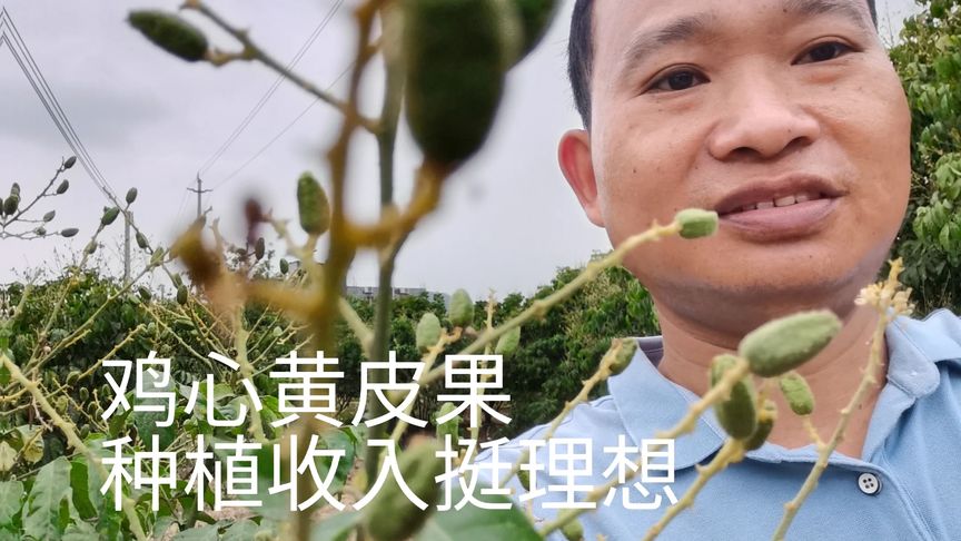 鸡心黄皮果种植前景收入理想