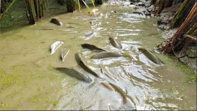 这种稻田抓鱼真过瘾,鱼太多扎堆排队等着抓,10分钟抓一大桶