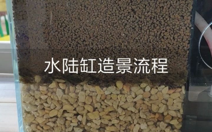 水陆缸造景流程 纯干货