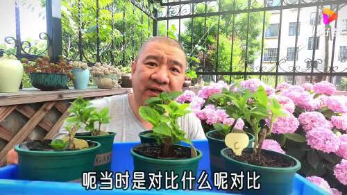 花肥实验:“花多多“1号对比“史丹利大量元素水溶肥”均衡型