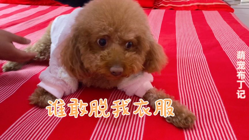 泰迪狗穿上新衣服不让主人脱,居然还准备咬主人,真是欠揍了
