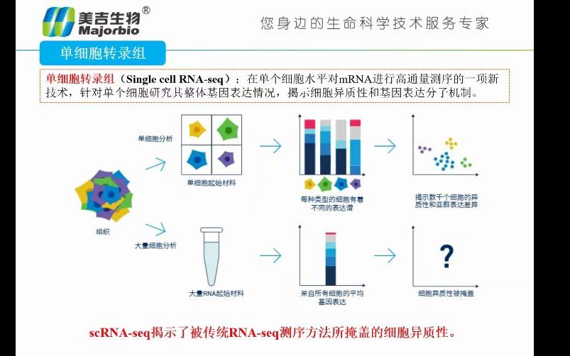 单细胞测序和DNAman使用