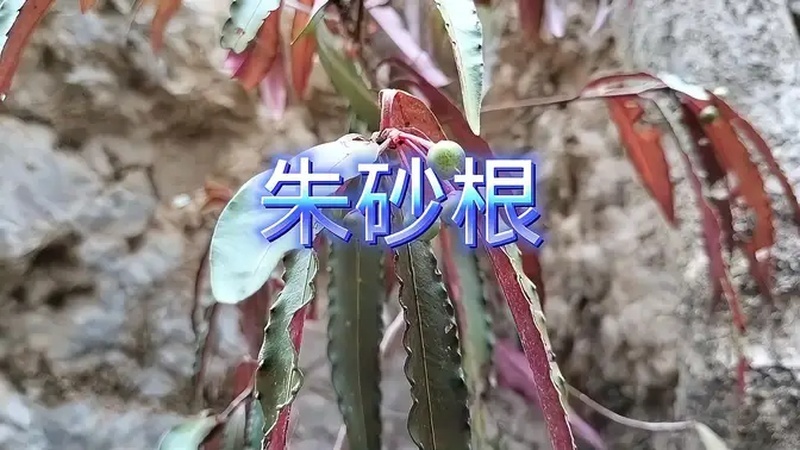 神器药材朱砂根,别名百两金,药用观赏两不误