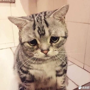 桃心的小伙伴 