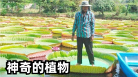 四种最神奇的植物,叶子上面还能站一个成年人!