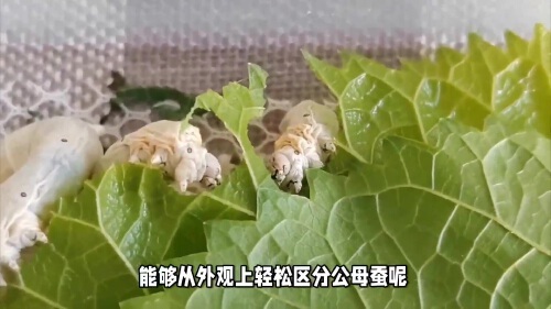 蚕宝宝性别密码:X线雌蛹VS抱握器雄蛾,养蚕也玩侦探风!
