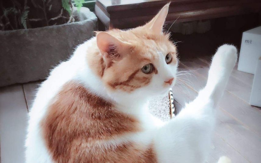 中华田园猫泪奔:我们不土,为何就是没有人喜欢我们呢?