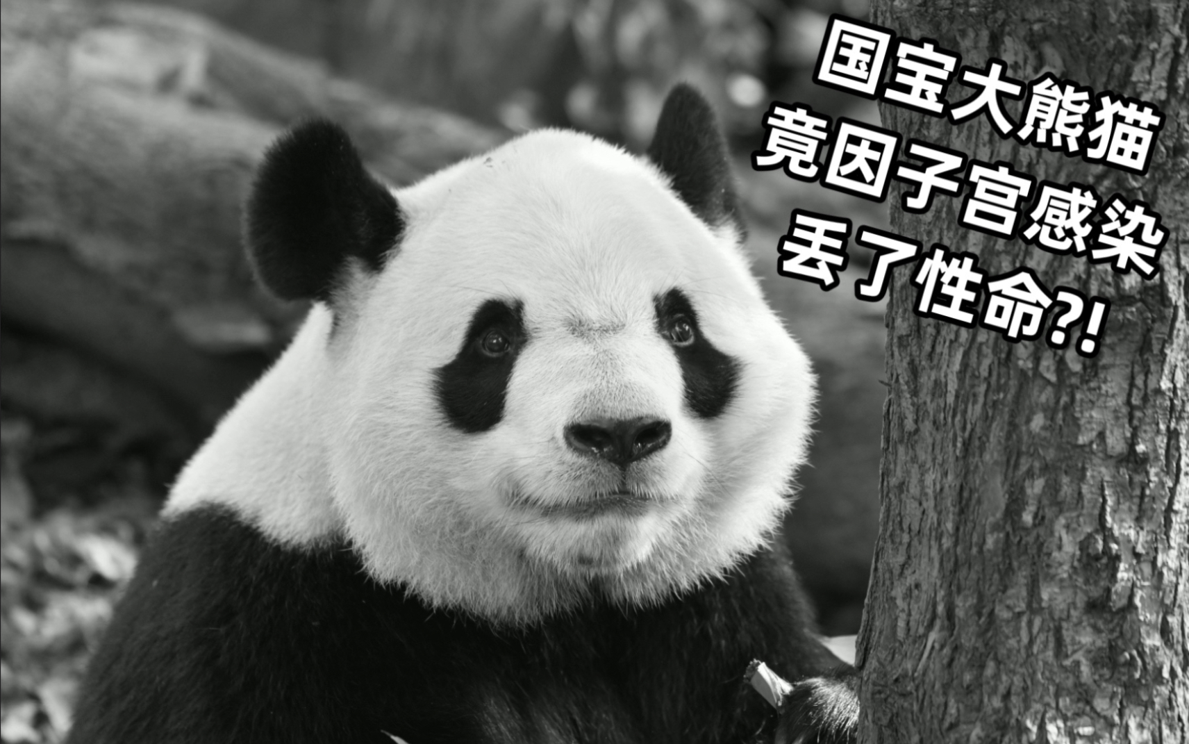 区区子宫感染 竟夺走了国宝的性命?大熊猫奇福(享年13岁)