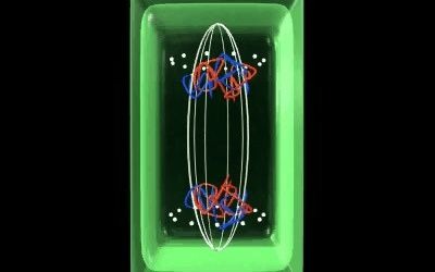 【有丝分裂】细胞有丝分裂高清动画