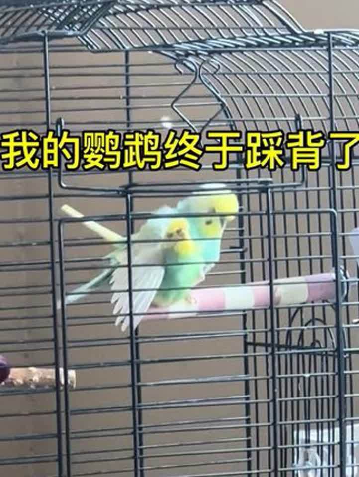 绿码这次真的要当爸爸了…萌宠