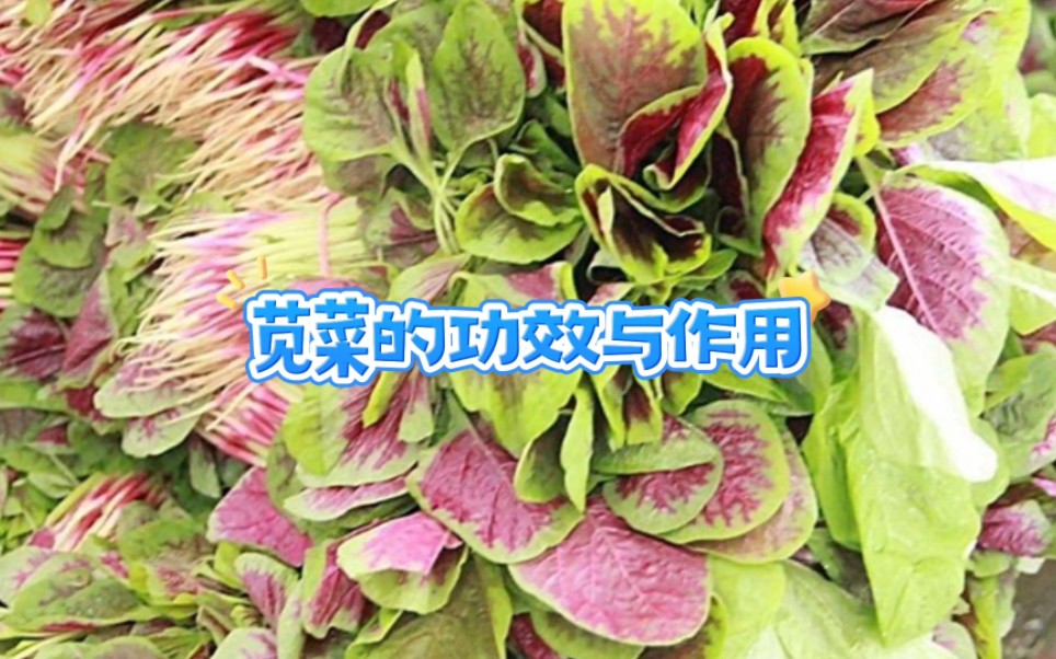 苋菜的功效与作用