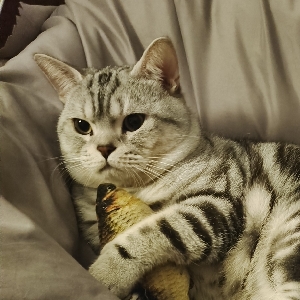 大猪猪葛格 