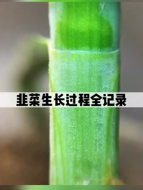 韭菜生长过程全记录
