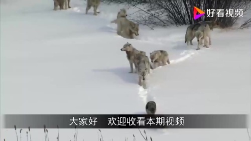 你信不信有个家伙专门把狼吓得屁滚尿流
