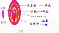 微课:老樊讲生物第一期(果实和种子的形成)