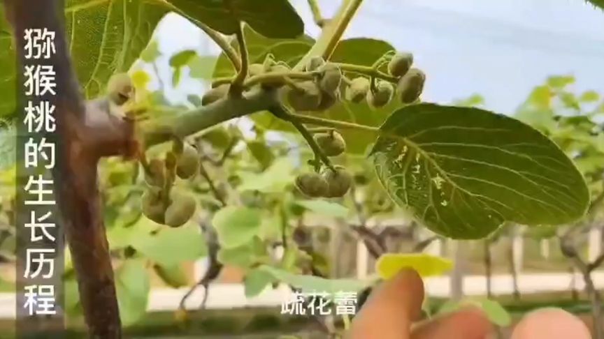 猕猴桃的生长历程