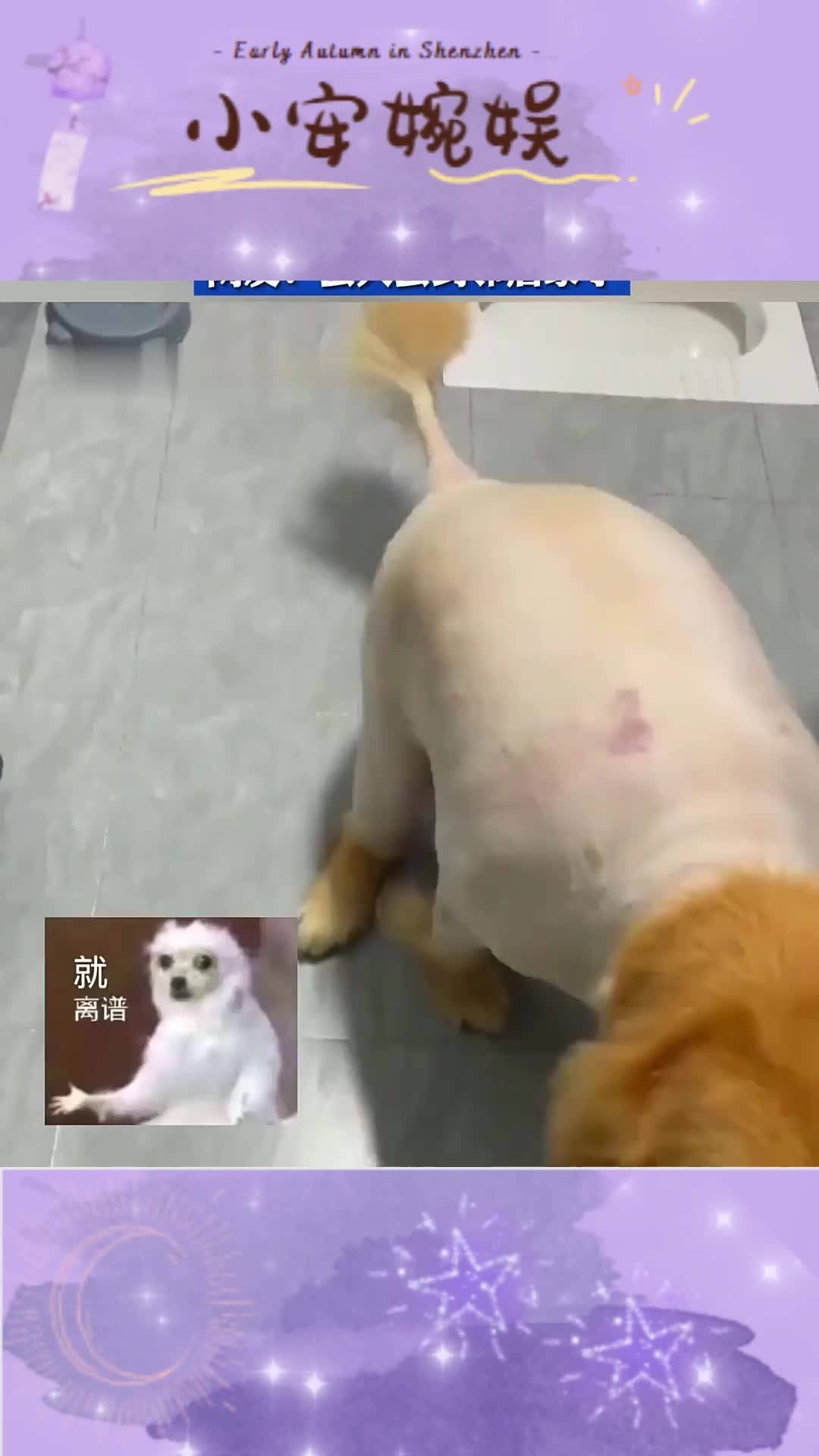 狗子拉肚子声音太大,邻居以为是在放鞭炮,丢人丢到邻居家了!
