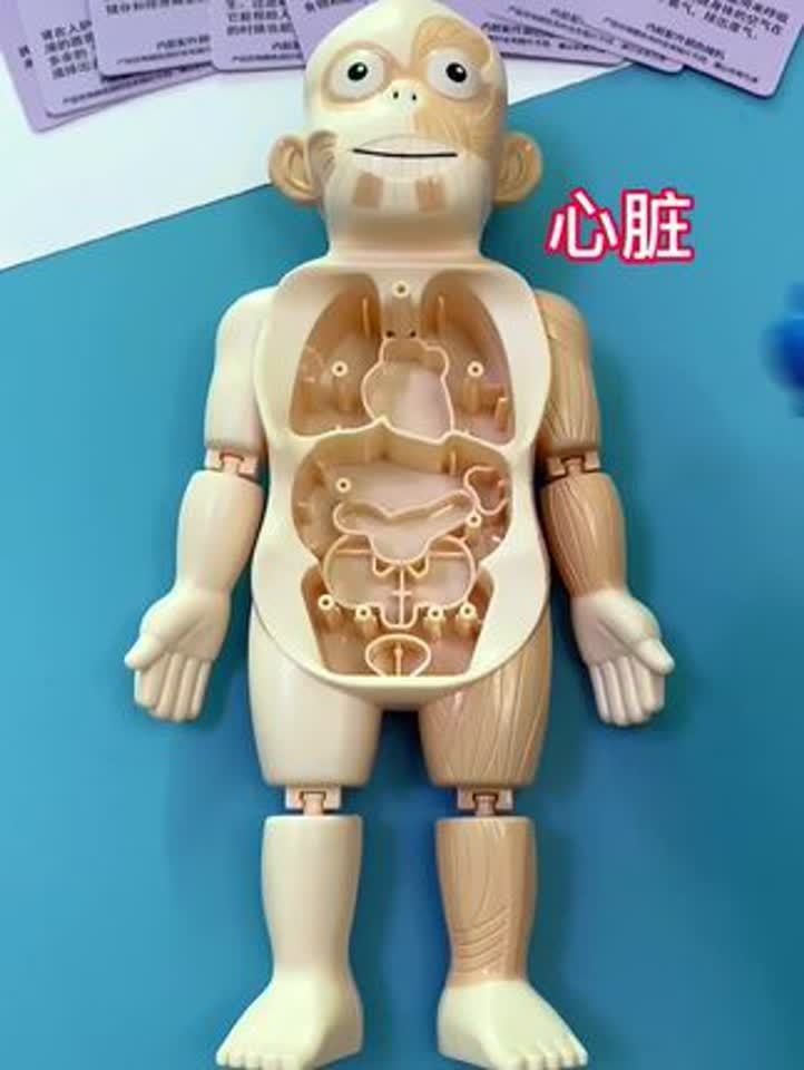 儿童人体模型启蒙百科玩具,教会孩子认识各种器官和作用,并且爱惜...