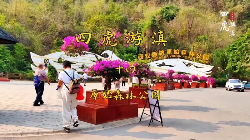 云南自驾游之西双版纳原始森林公园,自然与人文的完美结合
