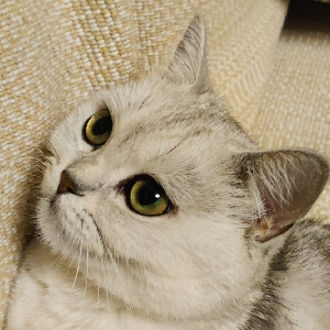 灰狐是只猫 
