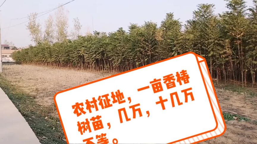 农村征地,种的各种树苗,看都赔偿多少钱?