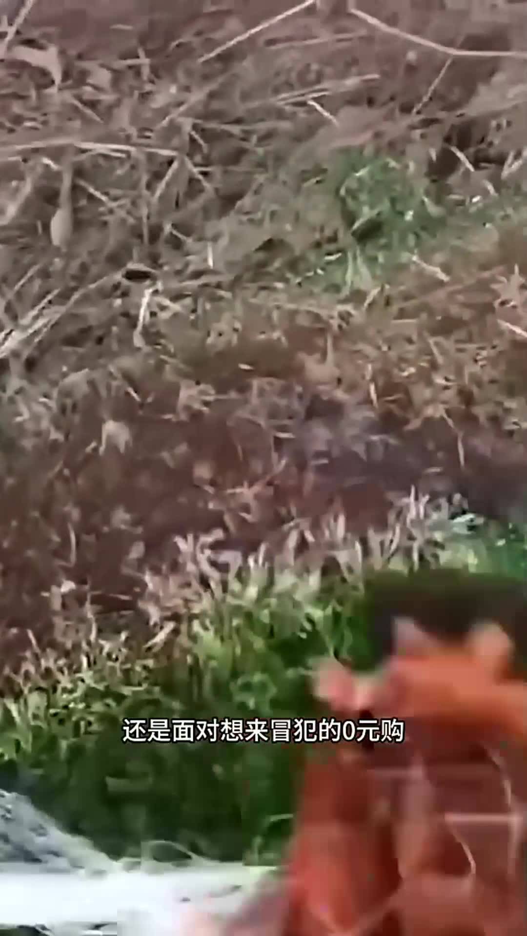 奇特网枪的奥秘