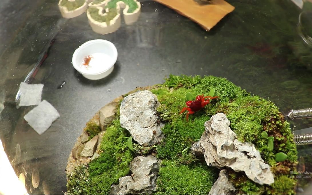 红宝石恶魔蟹饲养记录,水陆缸、雨林缸、苔藓缸、生态缸、兰花缸、...