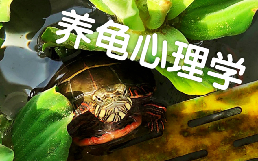 在?拆!懂?大师在线分析养龟心理!听听有没有你?