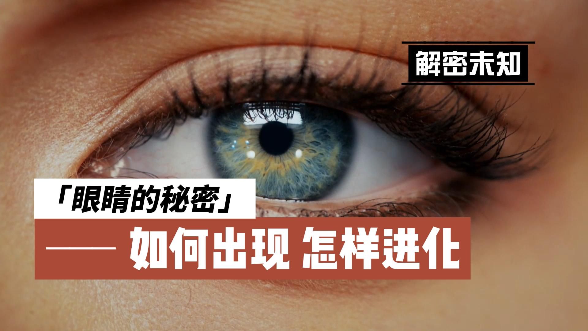 为什么生物进化出了眼睛?人类的眼睛是如何进化来的?
