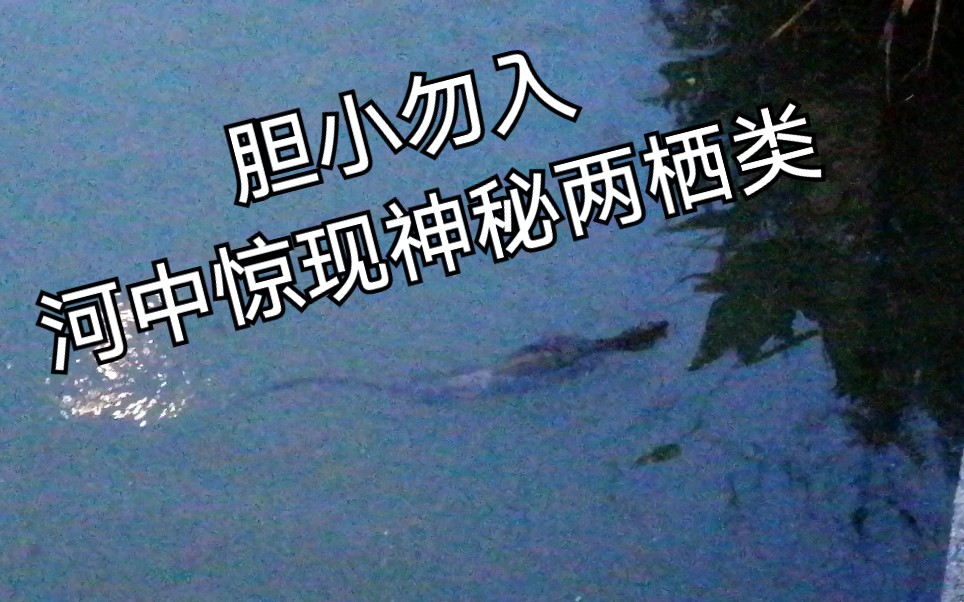 【胆小勿入】河中惊现神秘生物!疑似两栖类动物出现在居民楼旁的河...
