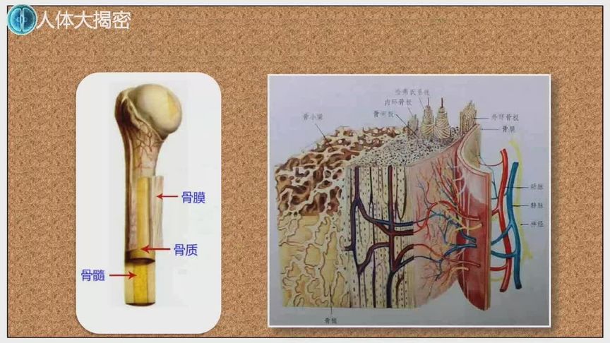 骨由哪些结构组成?这些结构又有什么功能?