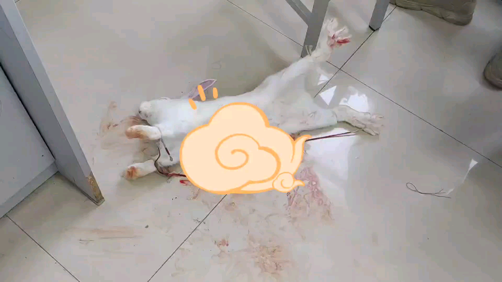 疾病:肝性脑病;实验动物:家兔