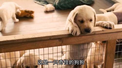 如果你也拥有这么一条狗 你会不会发疯