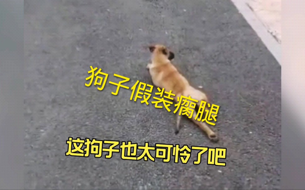 《动物迷惑行为》狗子假装瘸腿模仿主人,看来该少不了一顿挨揍了