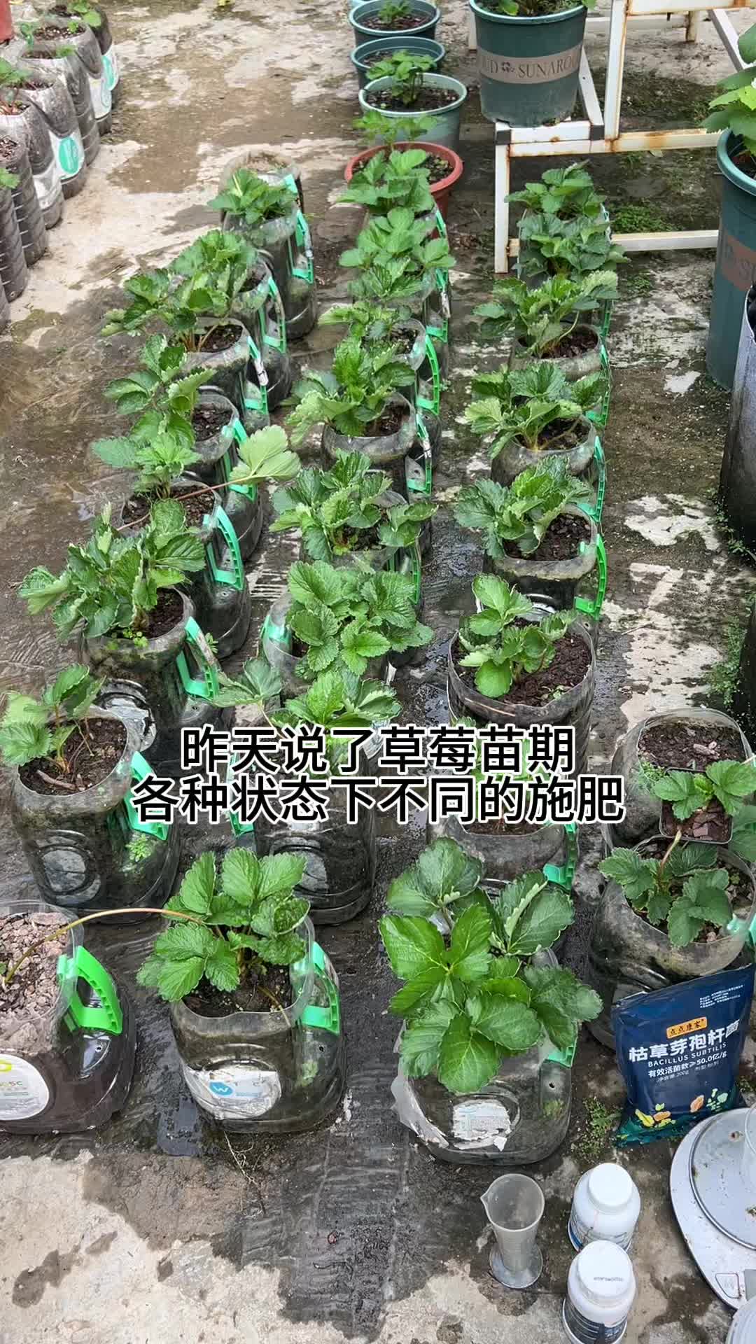 番茄开花结果后施肥#阳台种菜 #家庭种植 #番茄种植