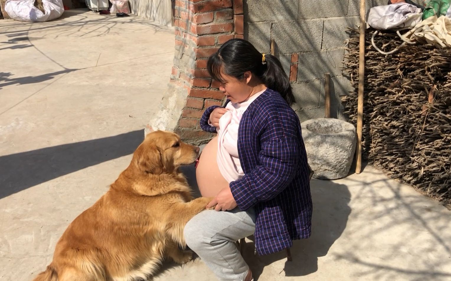 金毛狗狗知道妈妈怀孕,对着大肚子做的行为,看的心都要被融化了