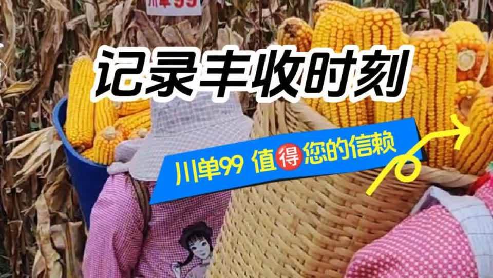 记录丰收时刻! 川单99 高产玉米种子 增产增收才是硬道理