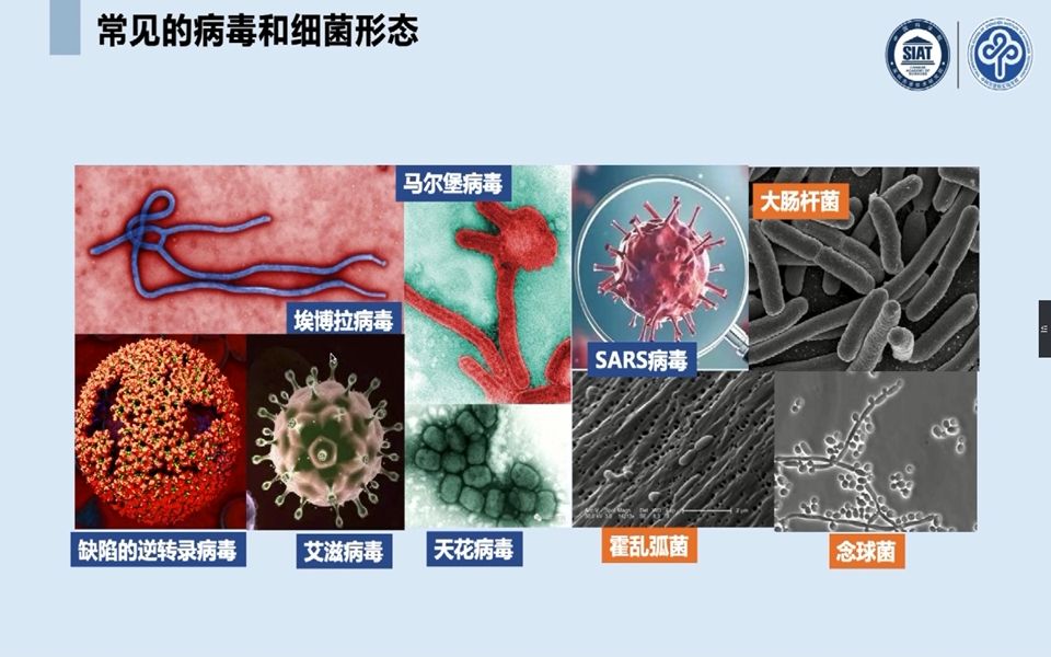 【博士课堂】带你了解冠状病毒的家谱,历史至今发现的7种冠状病毒都...