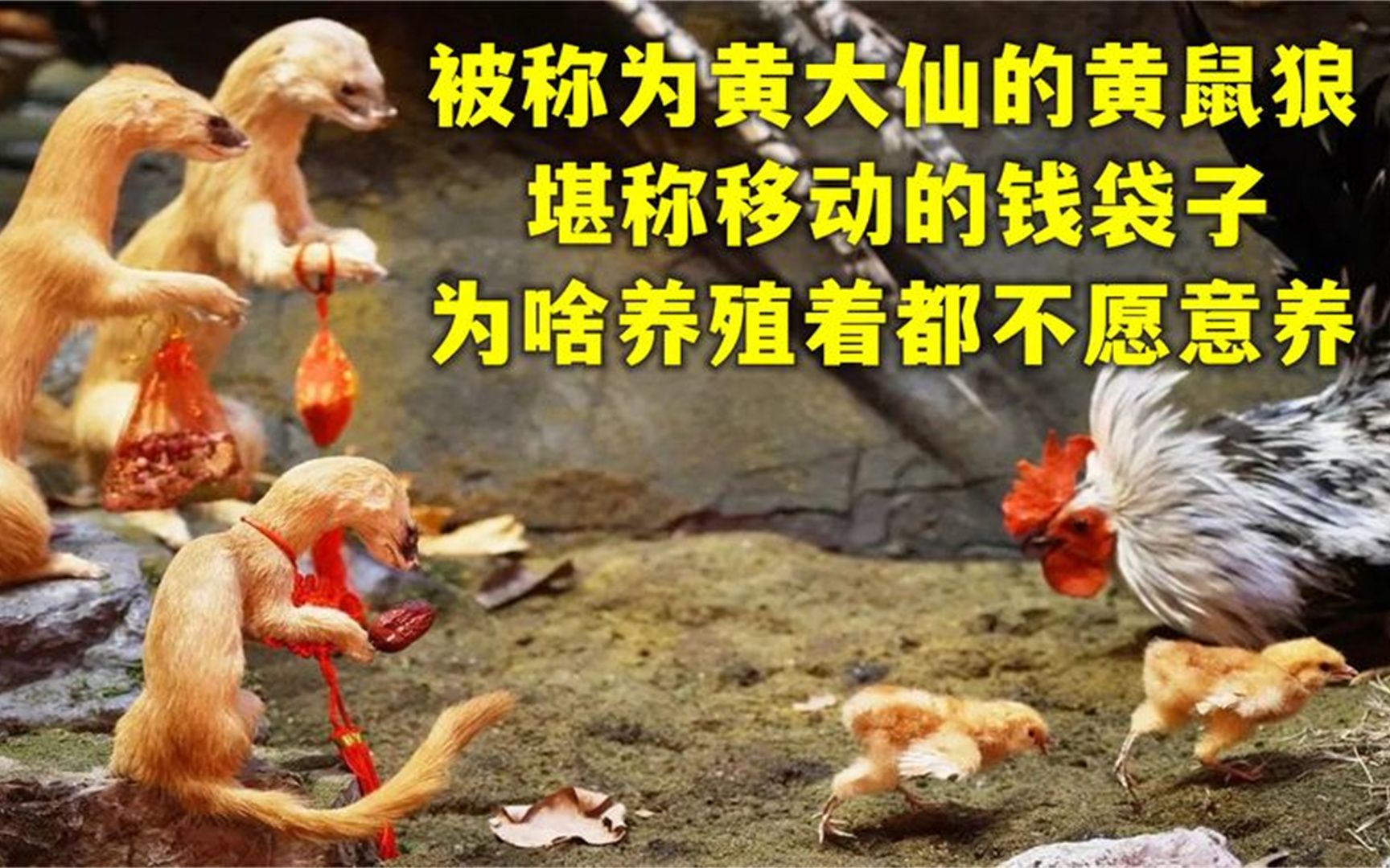 被称为黄大仙的黄鼠狼,堪称移动的钱袋子,为什么人都不愿意养?