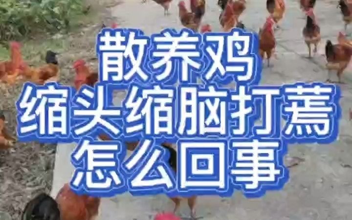 鸡咳嗽是怎么回事?散养鸡感冒怎么办?散养鸡感冒的原因?